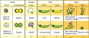 Allele: What They Are and Their Role in Genetics | The Curious Gen