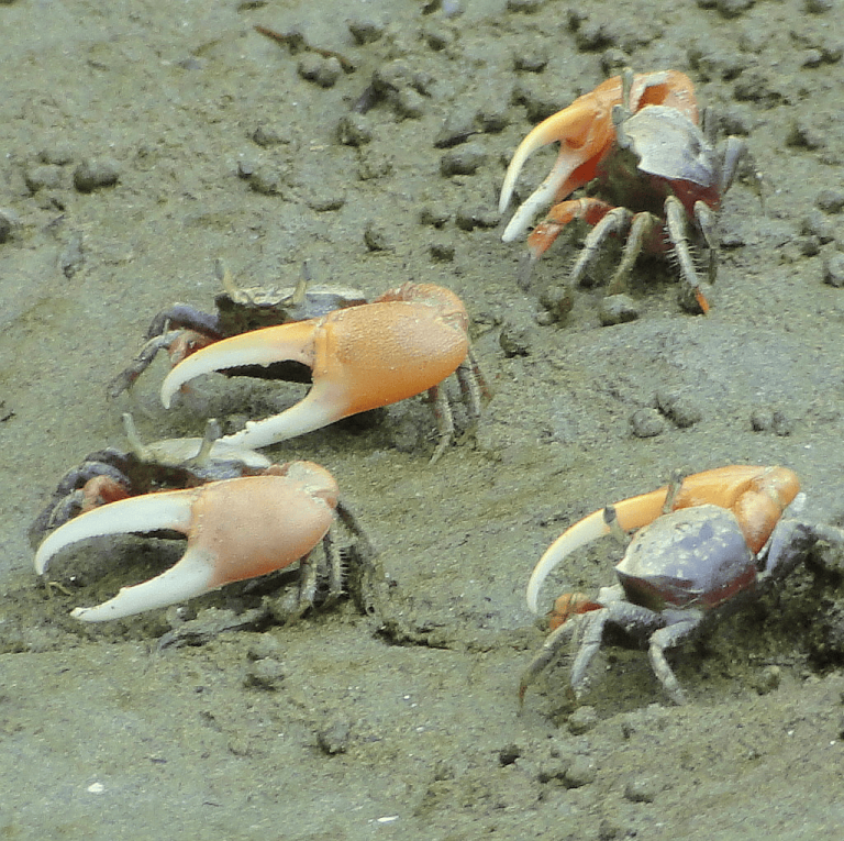 Allometry: Understanding Size and Shape in Biology | The Curious Gen