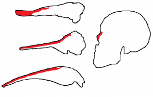 Allometry: Understanding Size and Shape in Biology | The Curious Gen